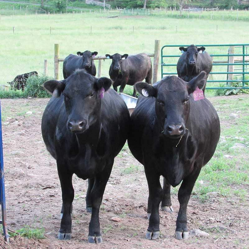 Registered Angus and Commercial Cattle Farm | Hazy Hollow Angus | Head ...