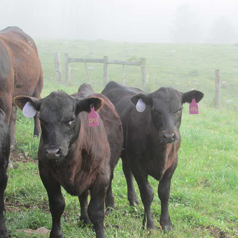 Registered Angus and Commercial Cattle Farm | Hazy Hollow Angus | Head ...